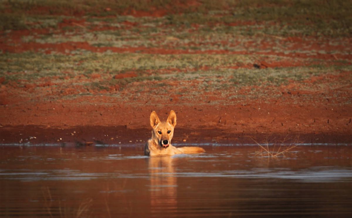 dingo – Applied ecology and conservation research group