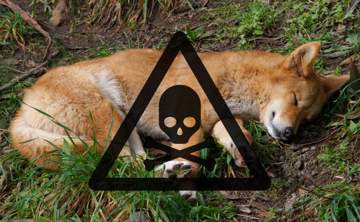 Experiments in no-impact control of dingoes: comment on Allen et al ...