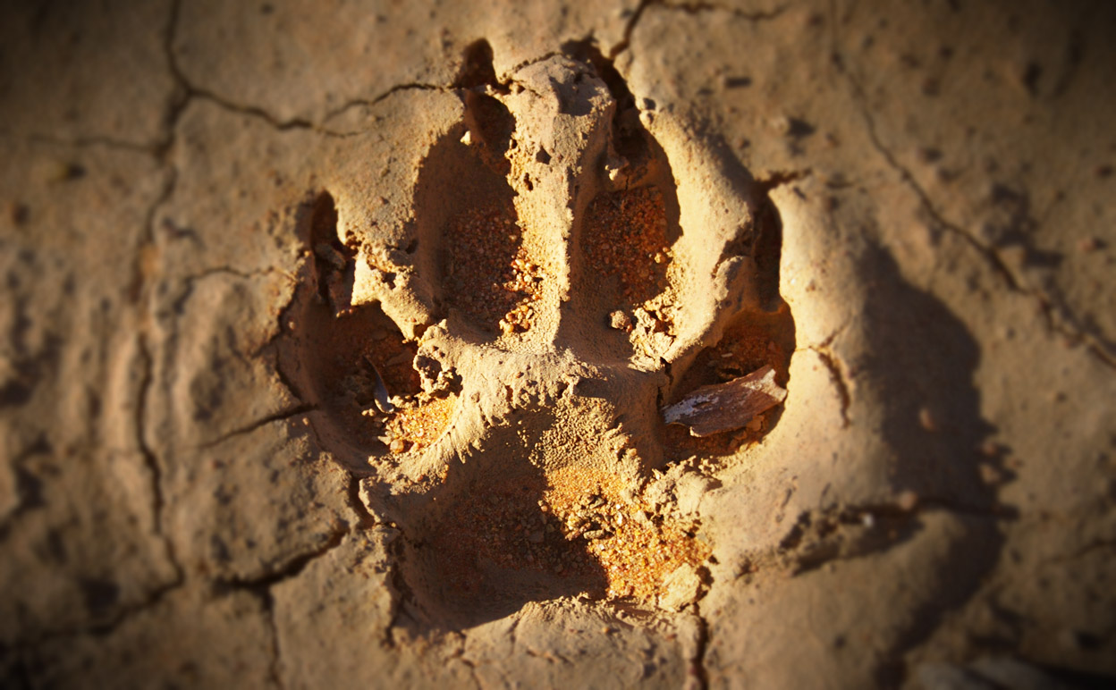 The case for a dingo reintroduction in Australia remains strong: a ...