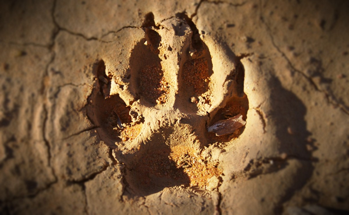 The case for a dingo reintroduction in Australia remains strong: a ...