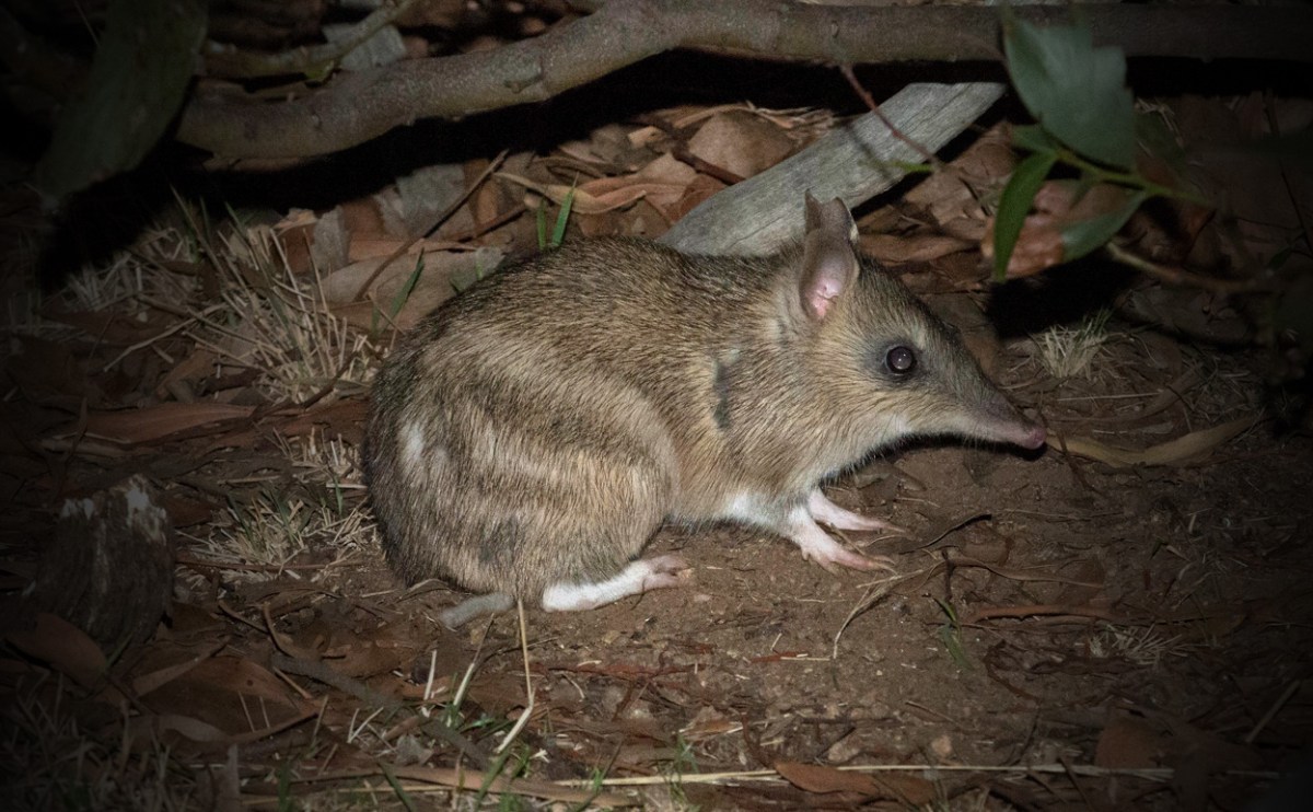 The Conversation: One little bandicoot can dig up an elephant’s worth ...