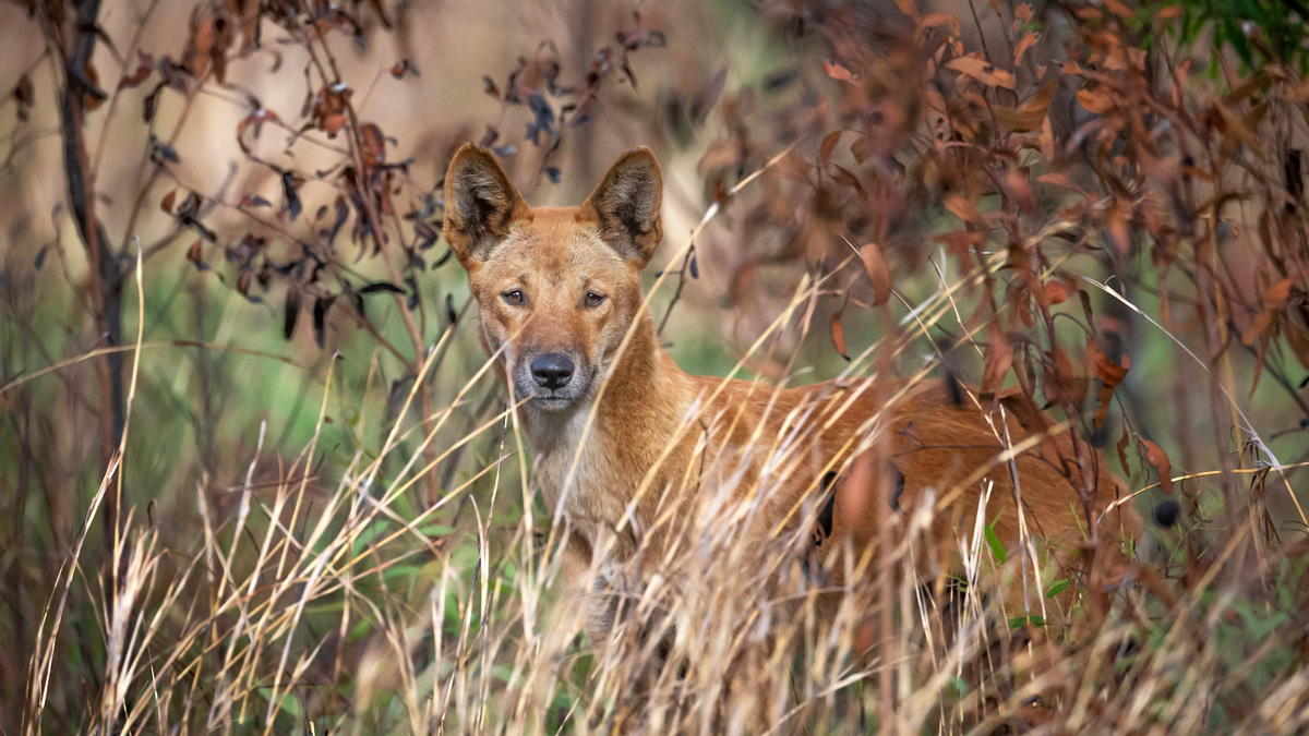 The Conversation: ‘The boss of Country’, not wild dogs to kill: living ...