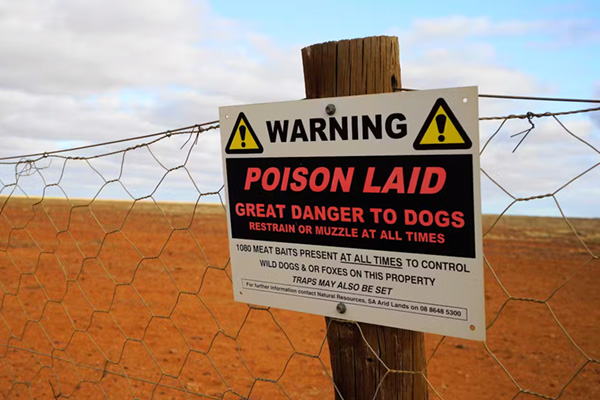 The Conversation: 1080 baits are used to kill foxes, cats and dingoes ...