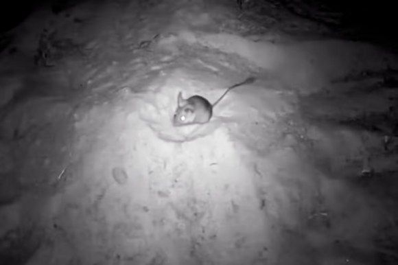 The Conversation: 1080 baits are used to kill foxes, cats and dingoes ...