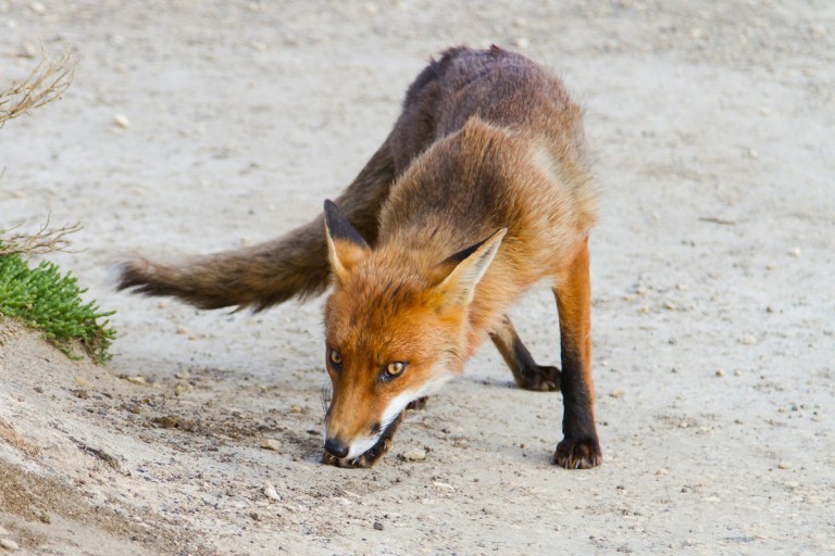The Conversation: 1080 baits are used to kill foxes, cats and dingoes ...