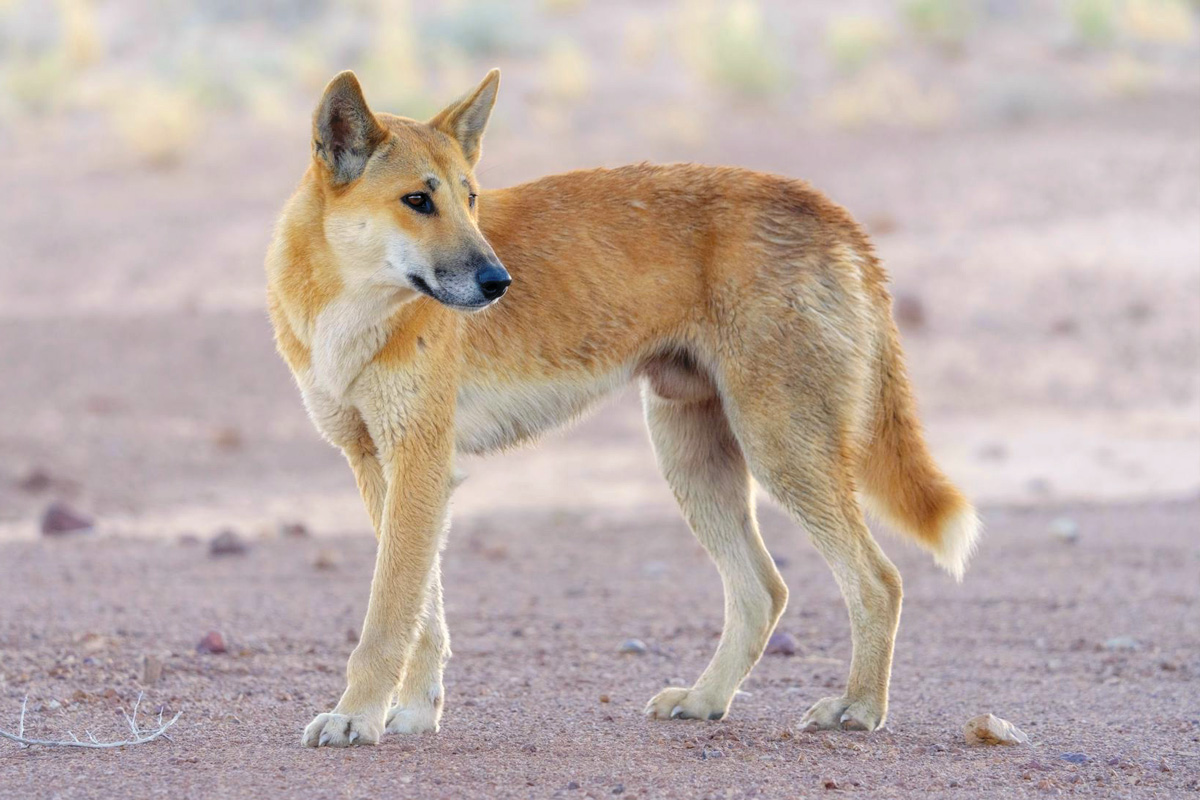 The Conversation: Farmers fear dingoes are eating their livestock – but ...